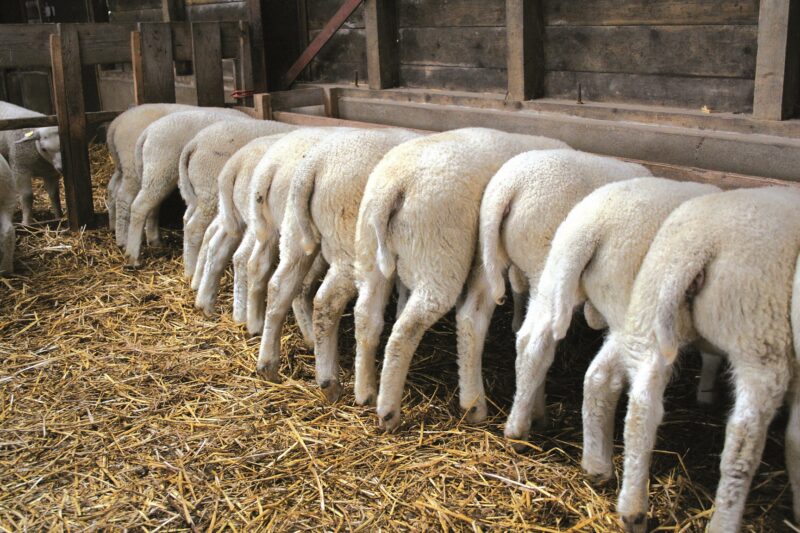 Management rond de geboorte – Veehouder en Veearts