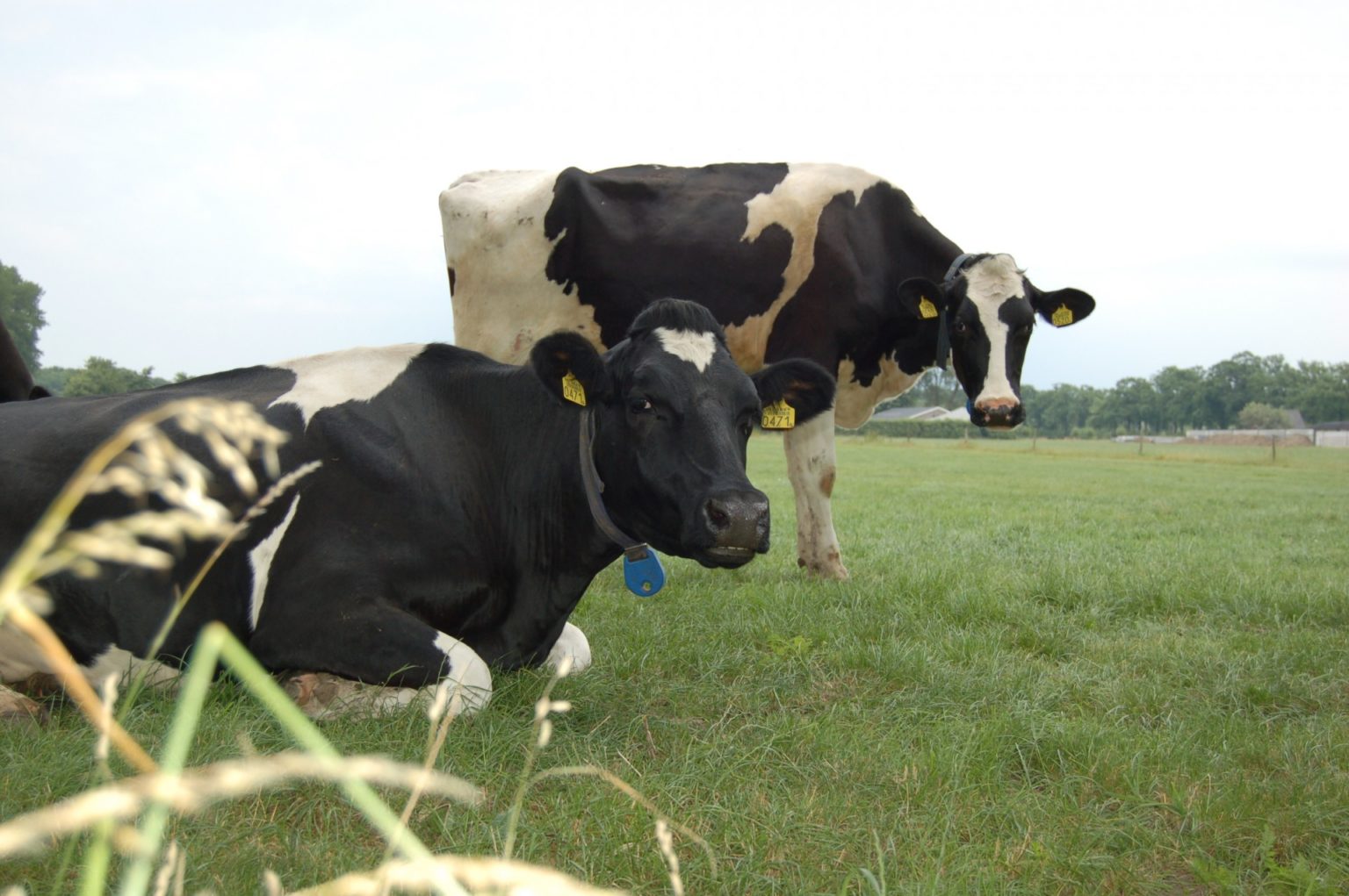 Paratbc (rundvee) – Veehouder en Veearts