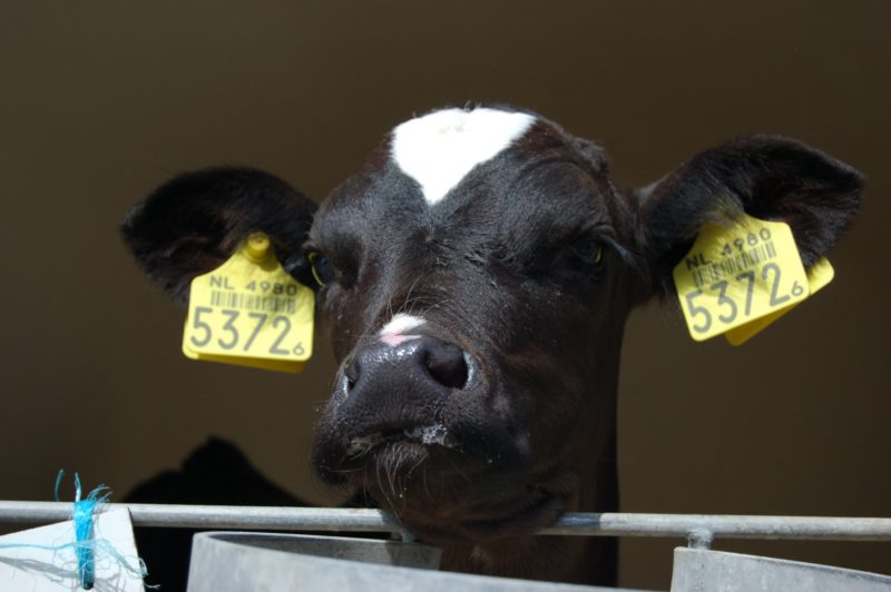 ‘Aan nageboorte blijven staan’ door verstoring van afweerreactie koe ...