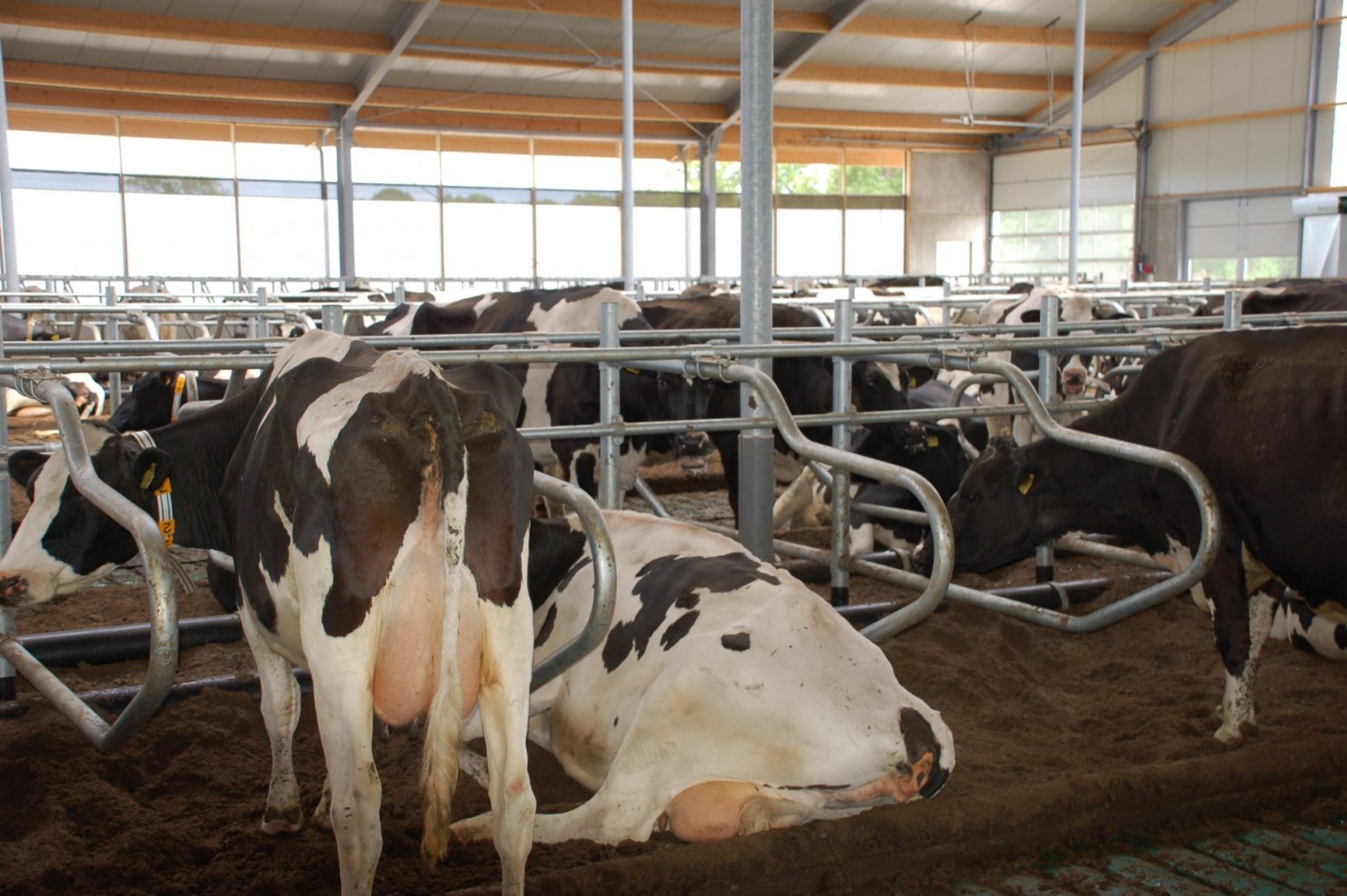 Salmonella (rundvee) – Veehouder en Veearts