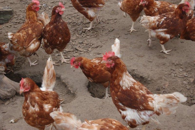 Grootschalig praktijkonderzoek naar vogelmijt bij pluimvee – Veehouder ...