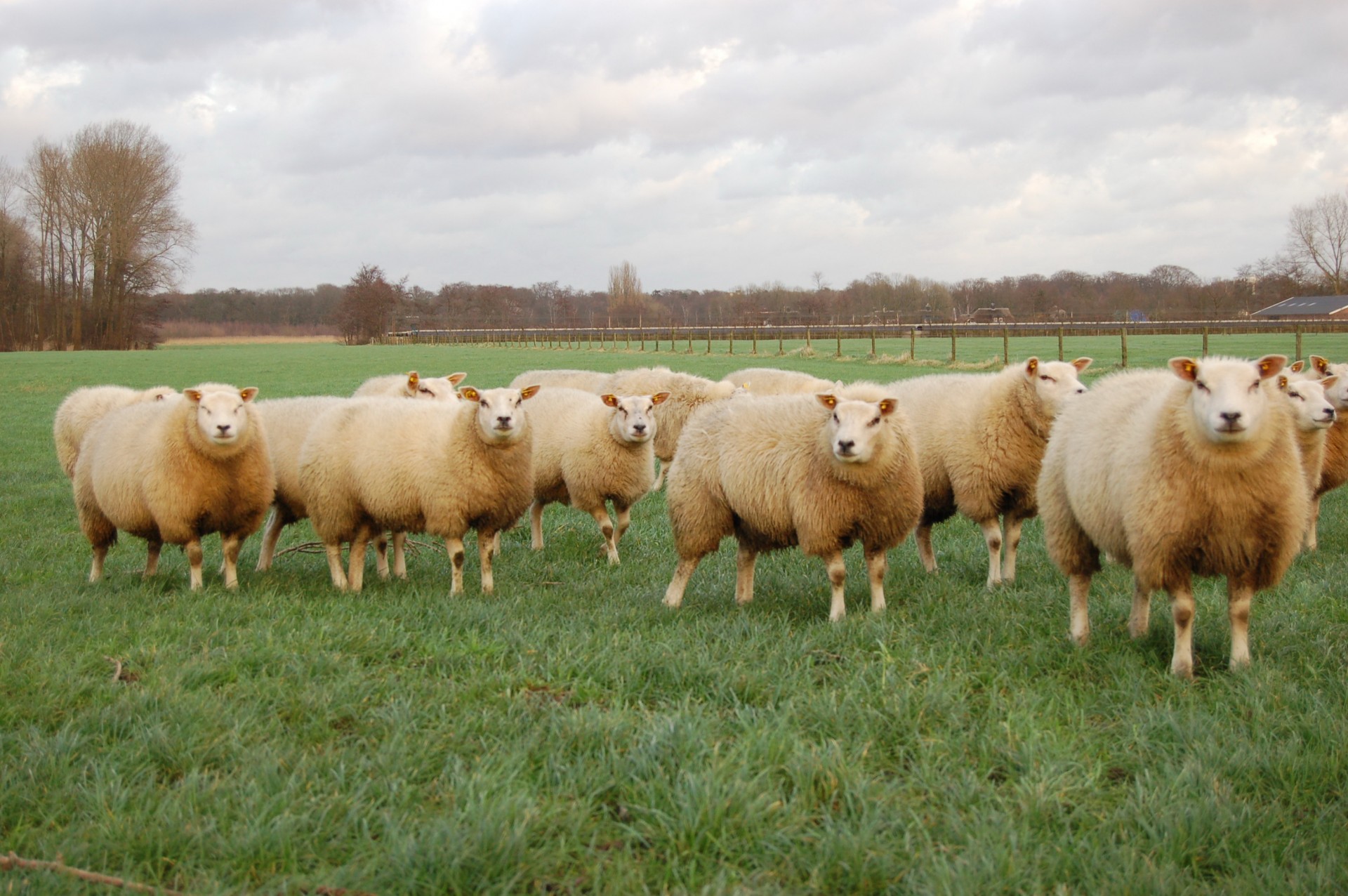 Melkziekte – Veehouder en Veearts
