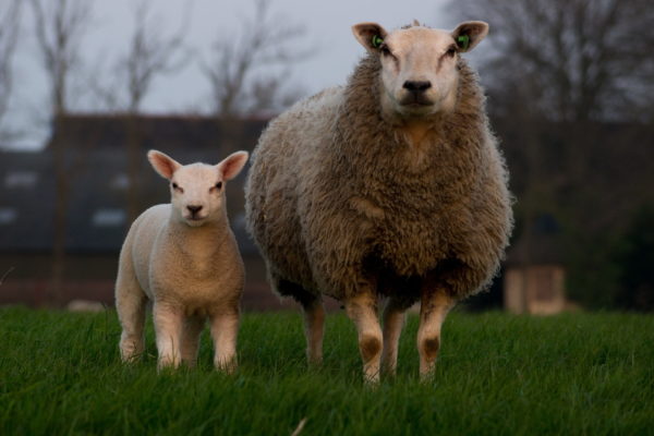 Rotkreupel – Veehouder en Veearts